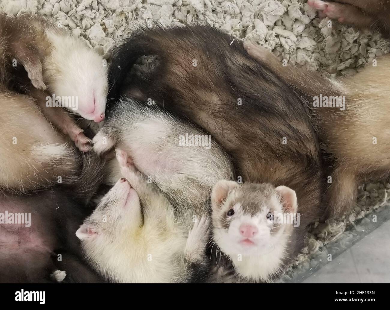 A group of cream and brown ferret sleeping inside a cage Stock Photo ...