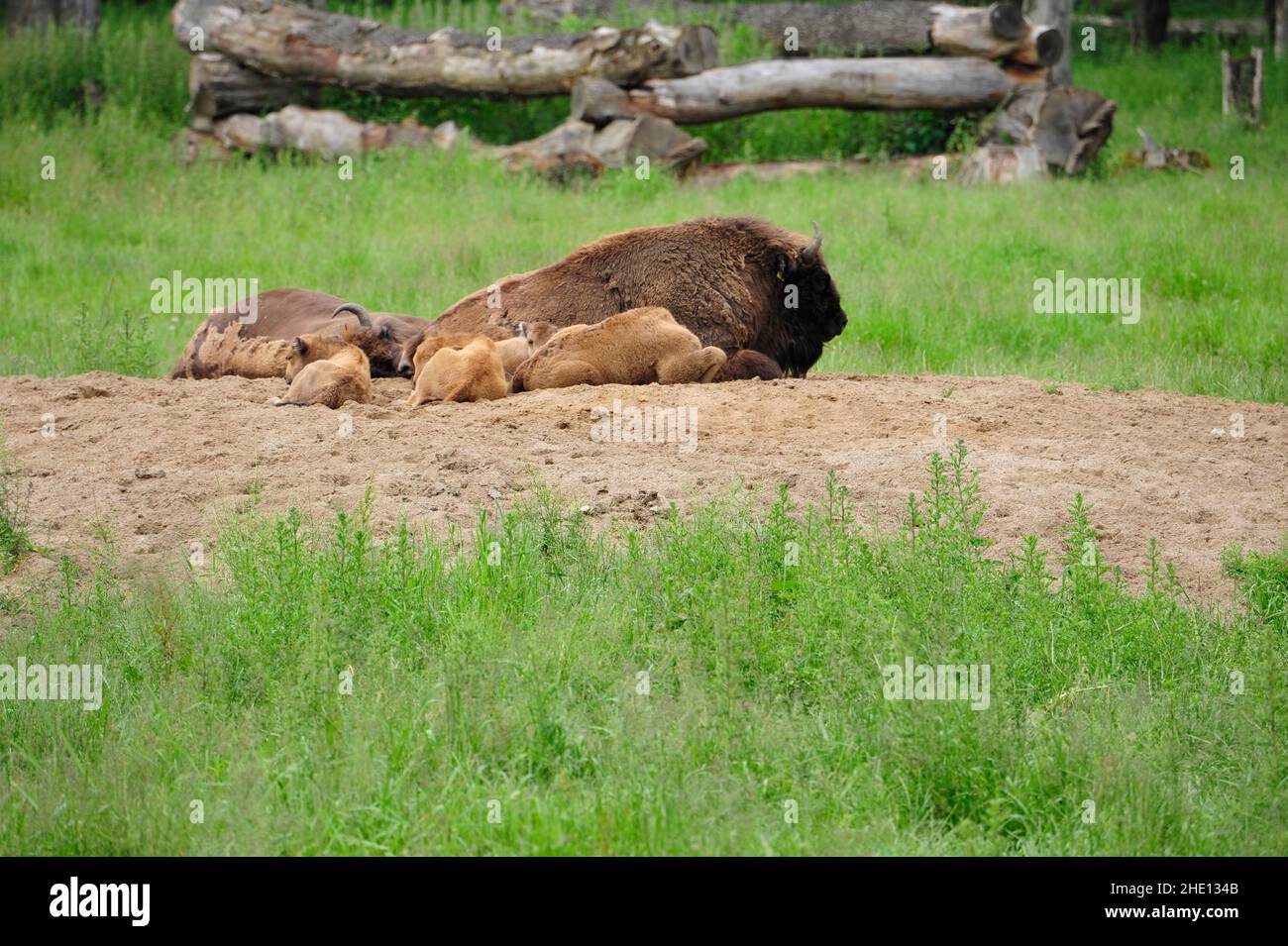 European Bison Wisent (Bison bonasus Stock Photo - Alamy