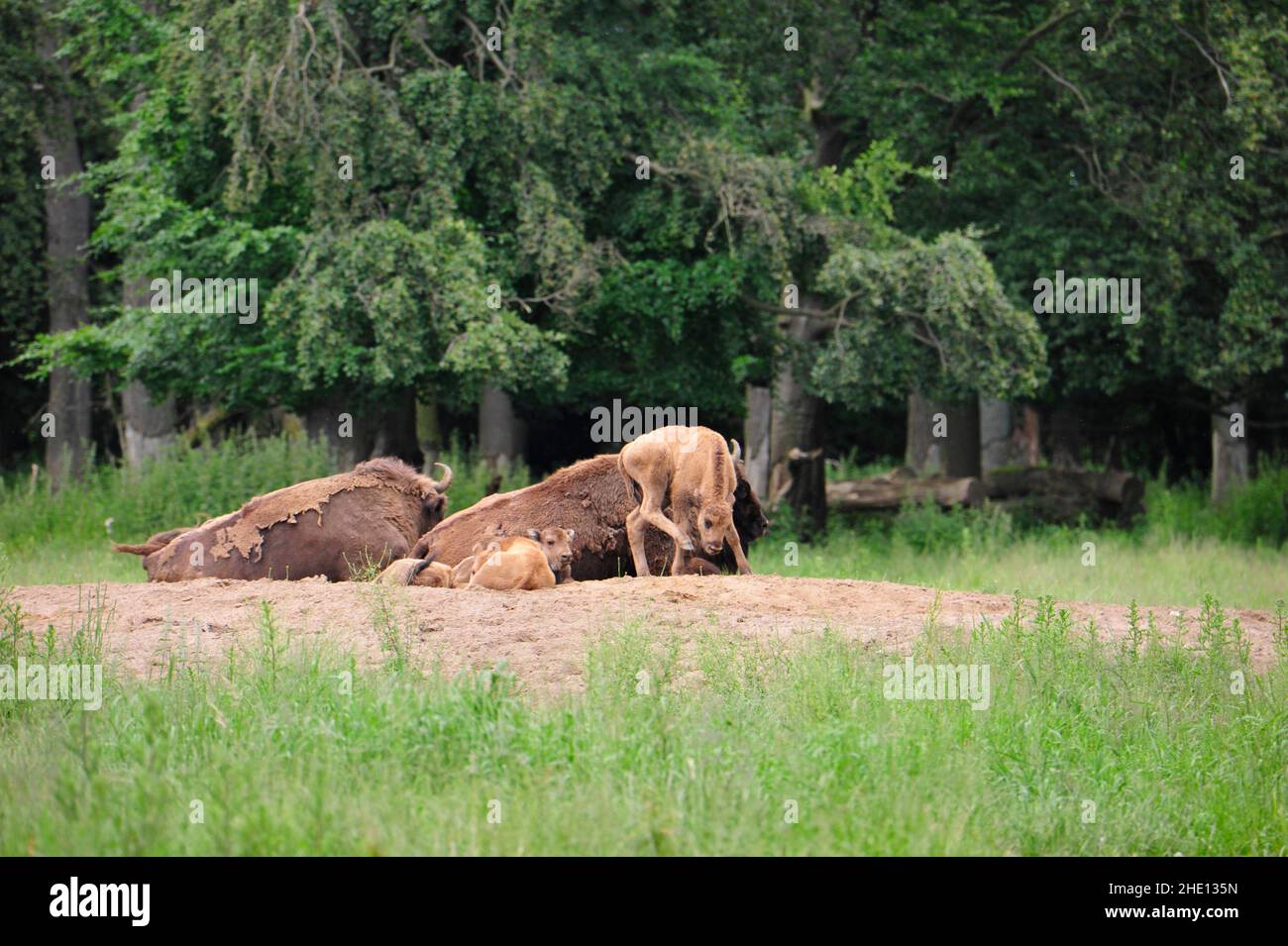 European Bison Wisent (Bison bonasus Stock Photo - Alamy