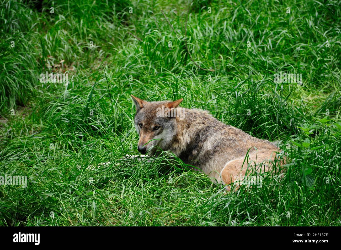Gray Wolf (Canis lupus) in Forest Stock Photo - Alamy