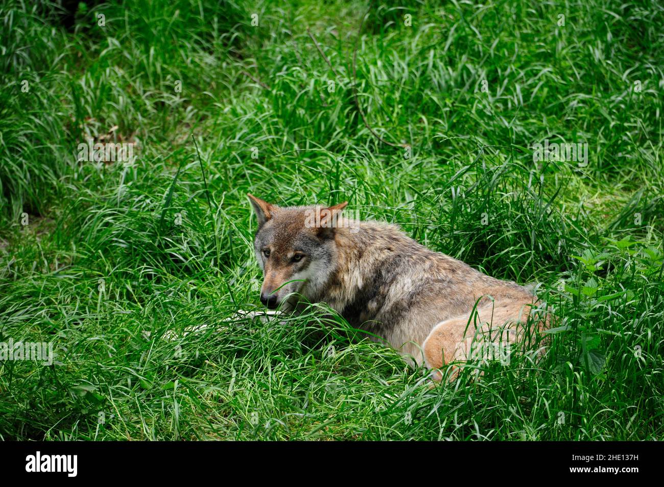 Gray Wolf (Canis lupus) in Forest Stock Photo - Alamy