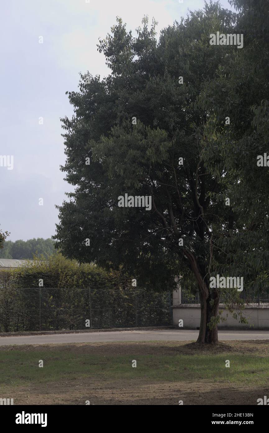 Bike path bordered by a metal grate next to a park on a cloudy day ...