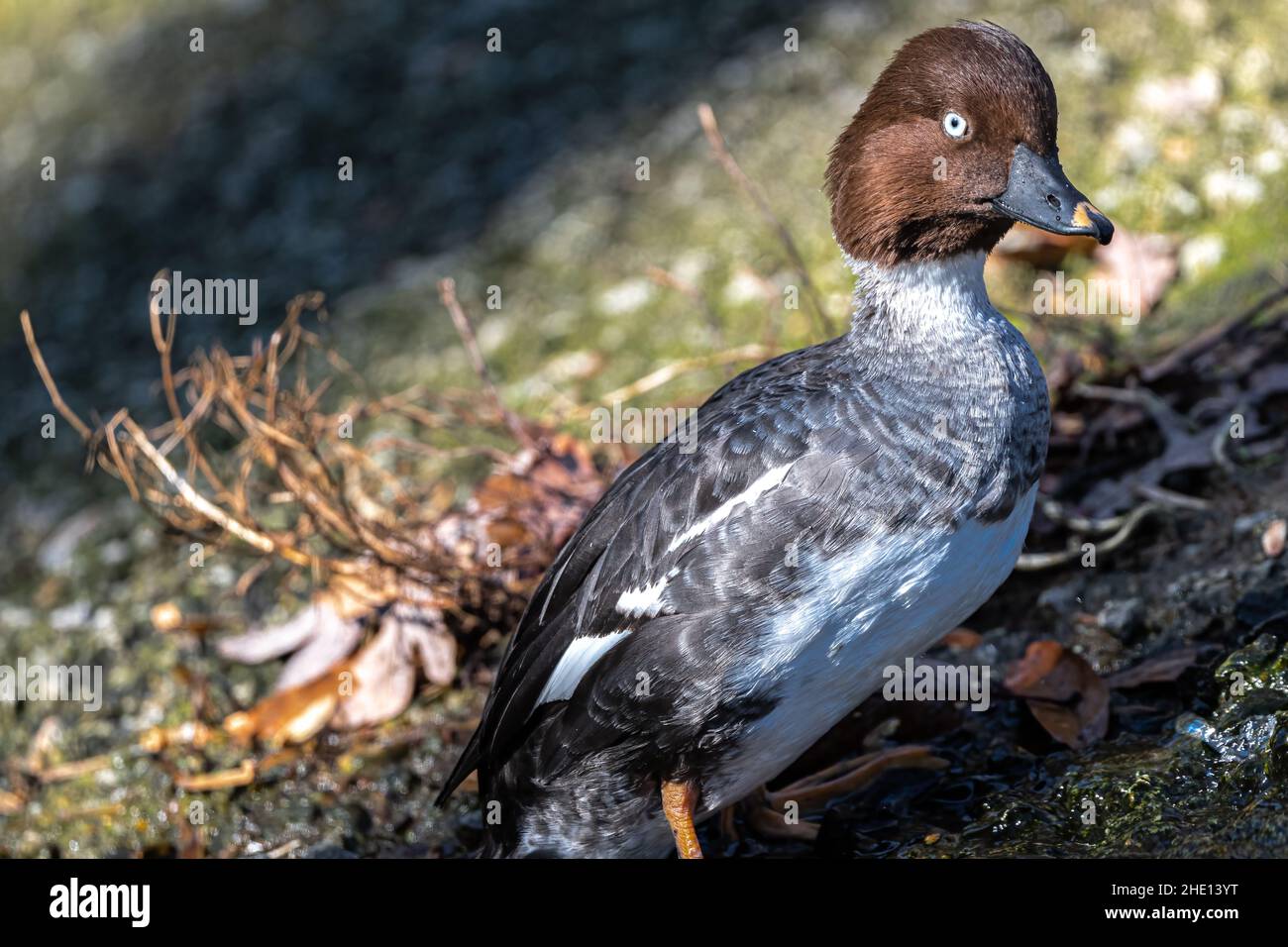 Female American Goldeneye (Bucephala clangula Stock Photo - Alamy