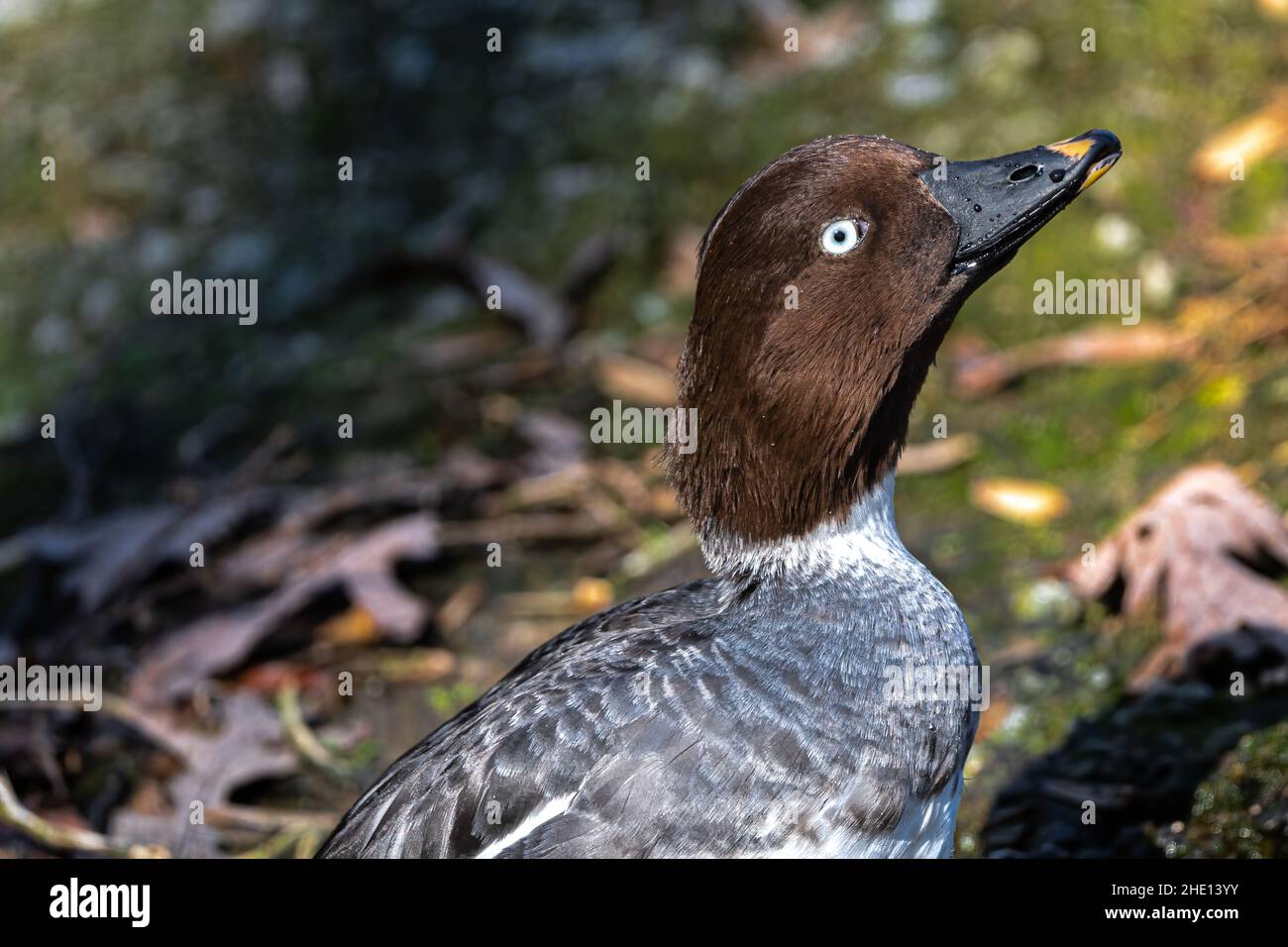Female American Goldeneye (Bucephala clangula Stock Photo - Alamy