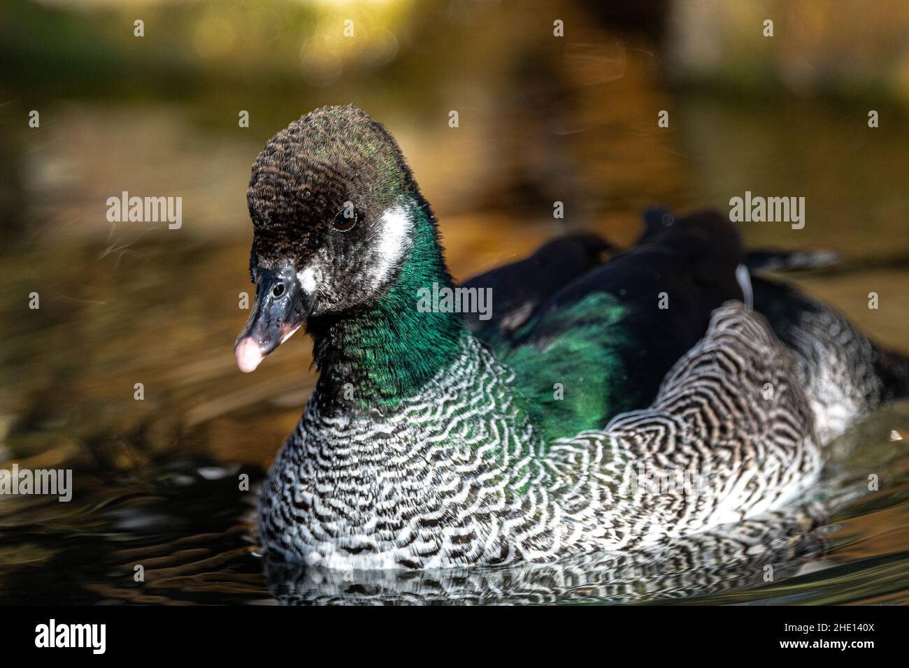 Green pygmy goose hi-res stock photography and images - Alamy