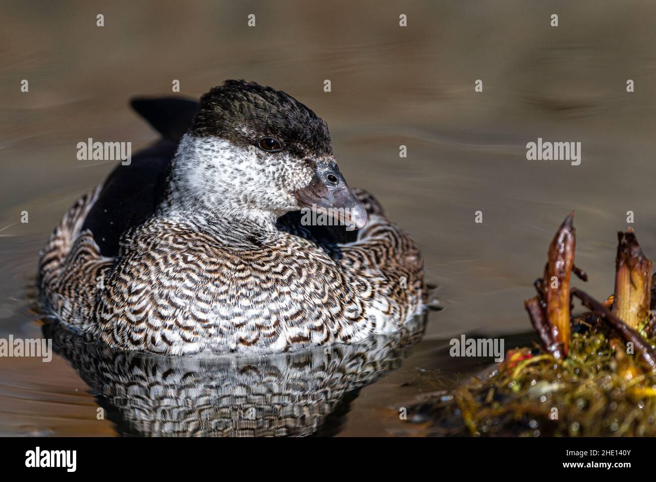 Green pygmy goose hi-res stock photography and images - Alamy
