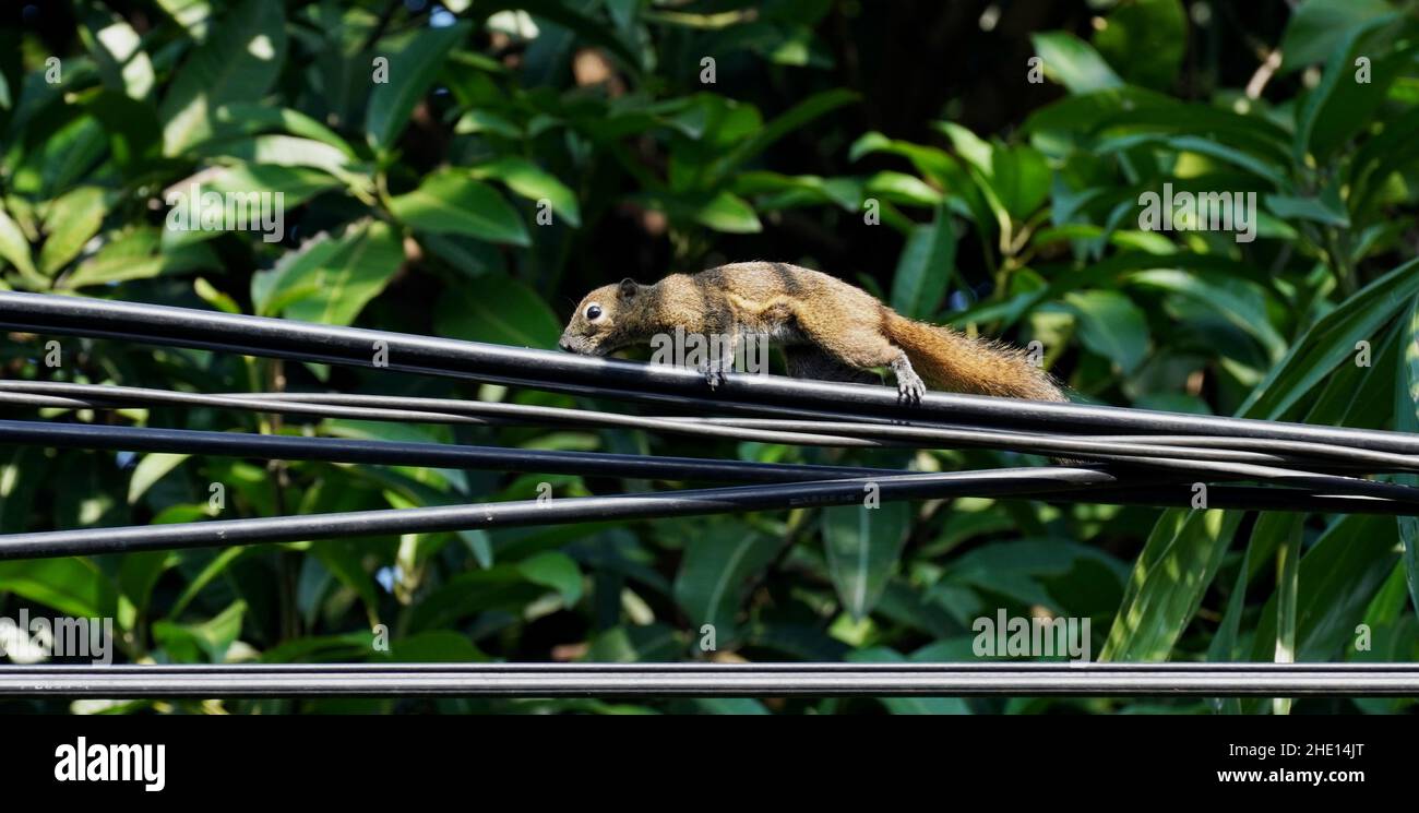 Brown squirrel on power line Stock Photo - Alamy