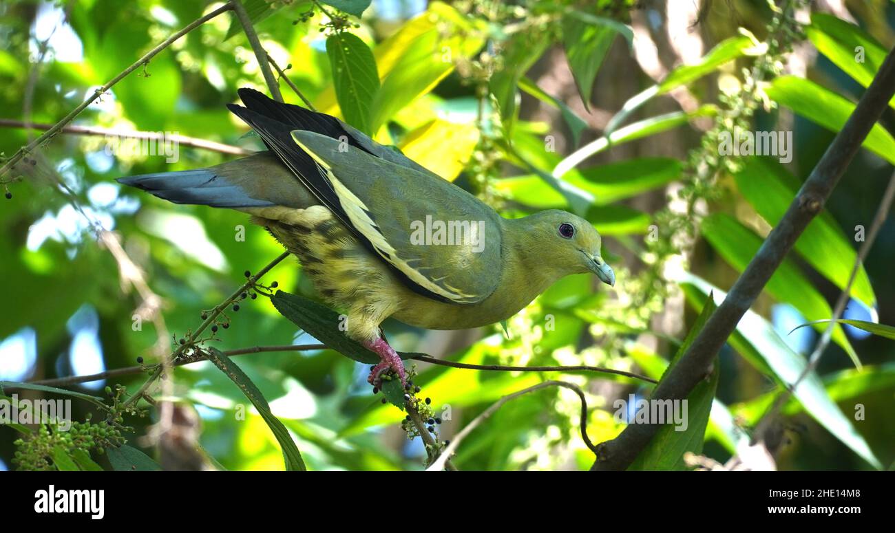 Green Pigeon. Pink Necked Green Pigeon. Treron Vernans Stock Photo - Alamy