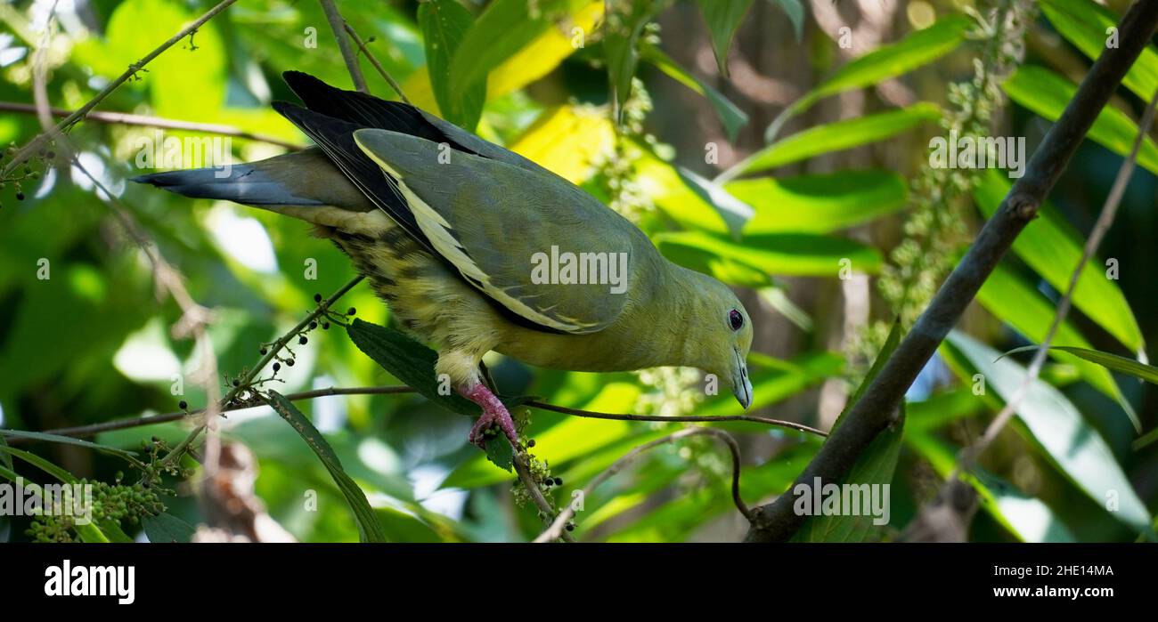 Green Pigeon. Pink Necked Green Pigeon. Treron Vernans Stock Photo - Alamy