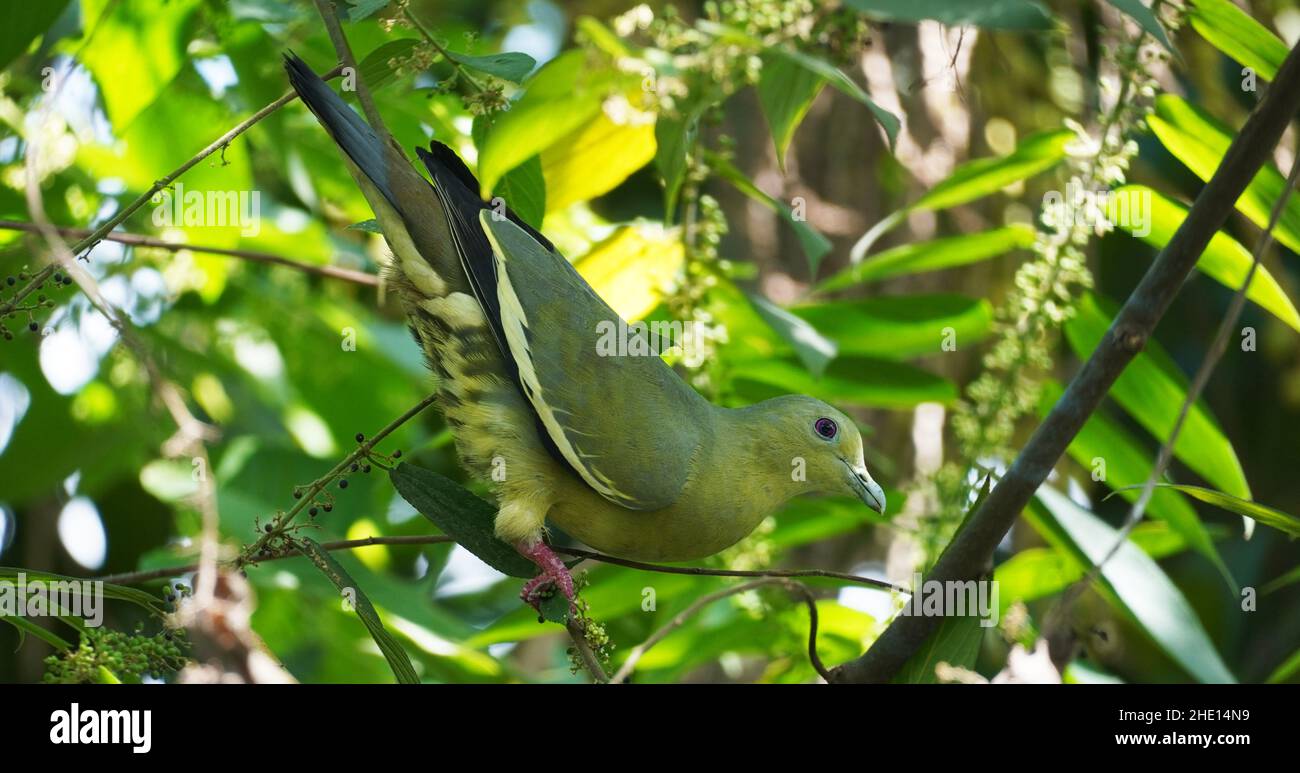 Green Pigeon. Pink Necked Green Pigeon. Treron Vernans Stock Photo - Alamy
