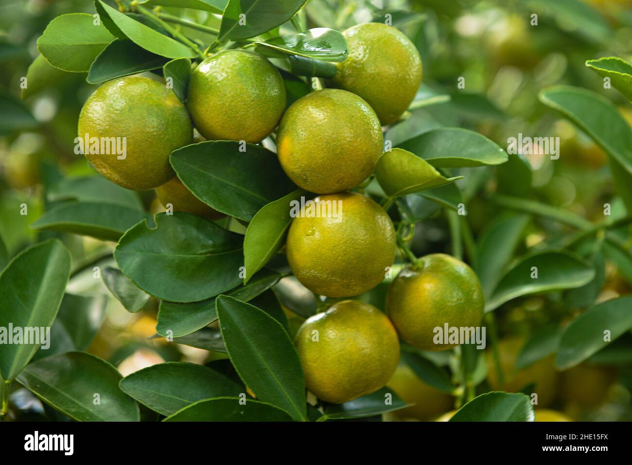 The octopus tree is an ornamental fruit tree, a small woody tree. The ...