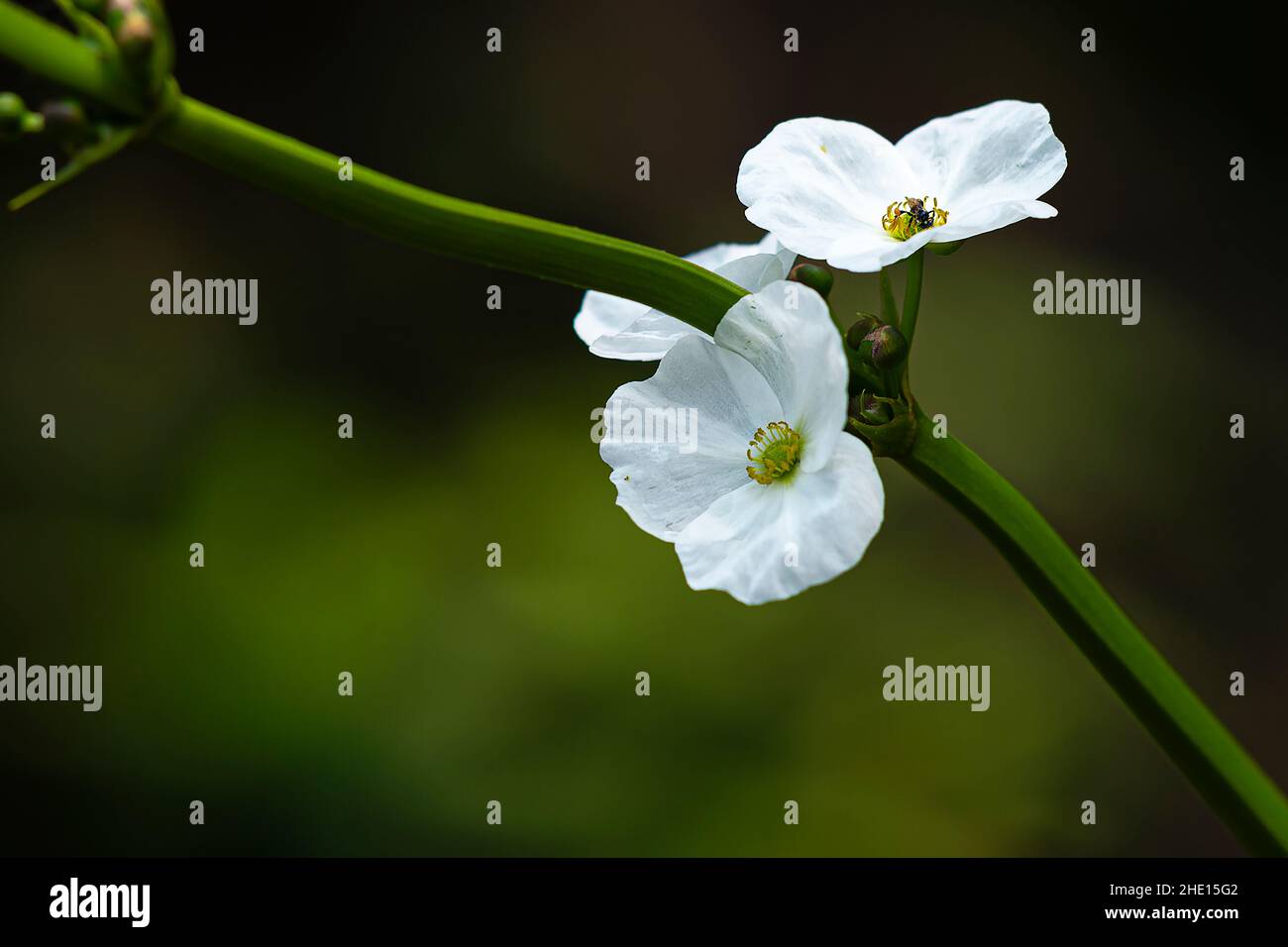 Wildflower bushes in the park Stock Photo - Alamy