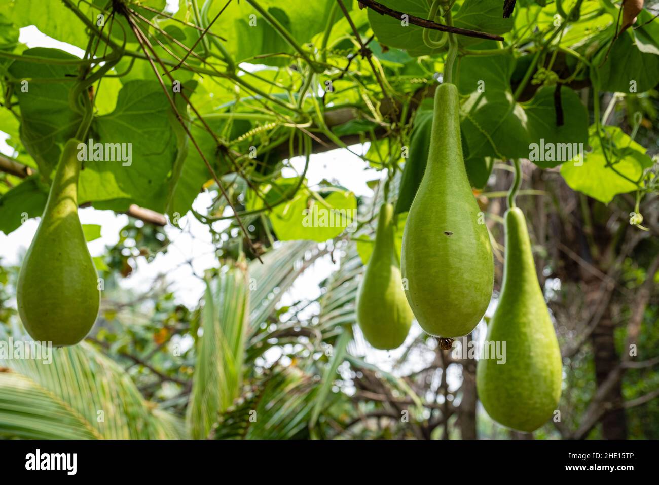 Gourd, the fruit used to eat widely in Vietnam Stock Photo - Alamy