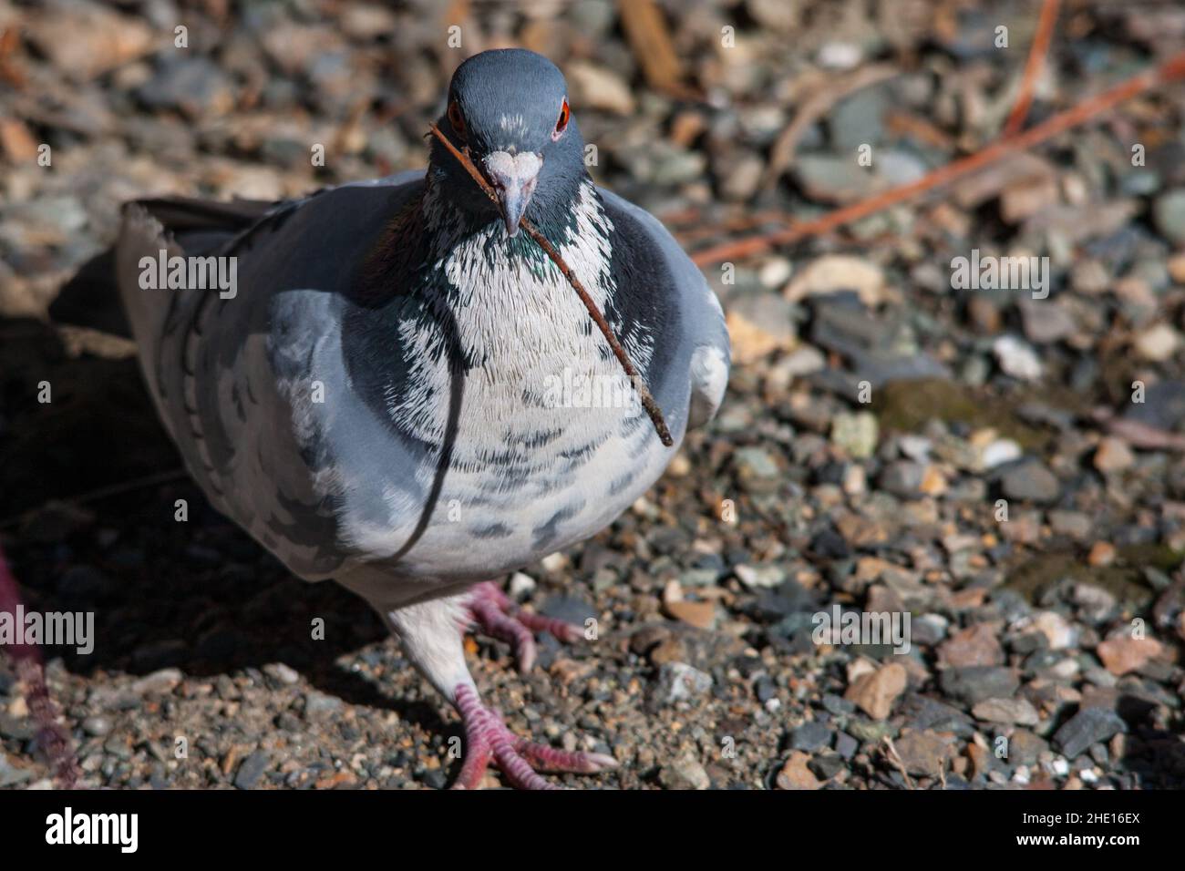 Rock Pigeon (Columba livia) gathering nesting material in Kamloops, BC ...