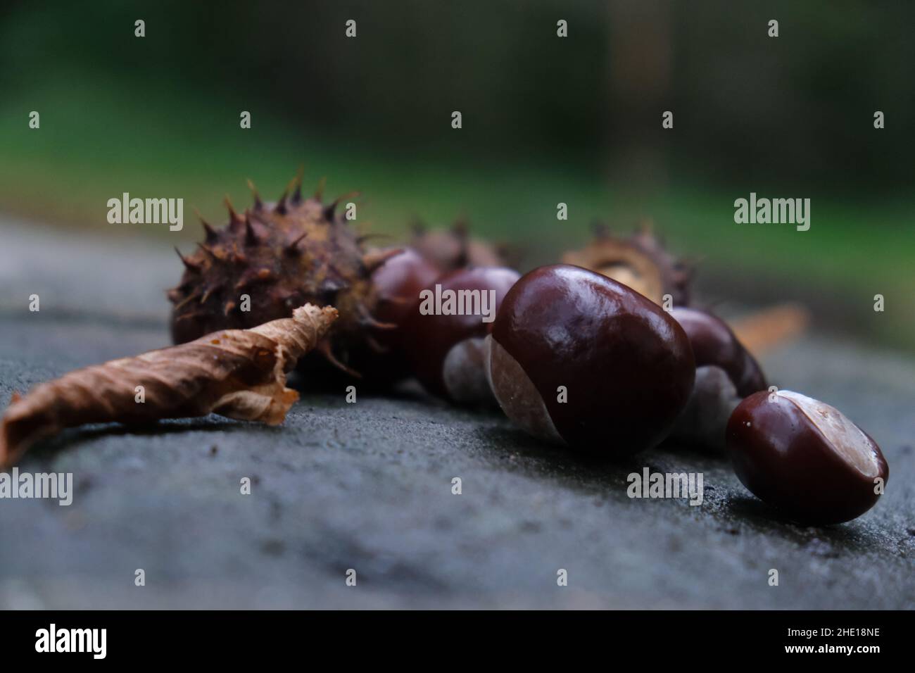 Edible fall hi-res stock photography and images - Alamy