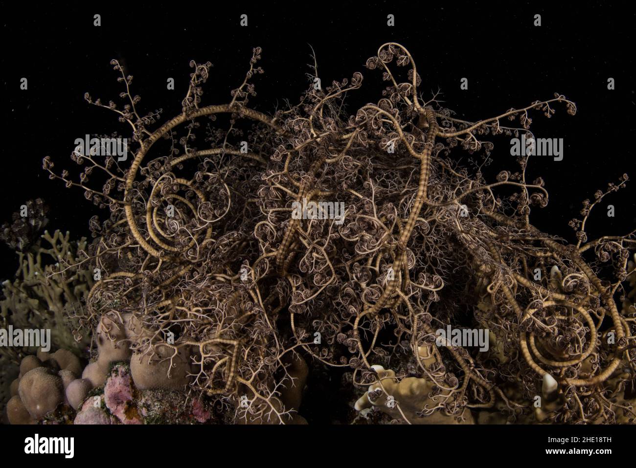 A basket star (Astroboa nuda), a nocturnal type of brittle star ...