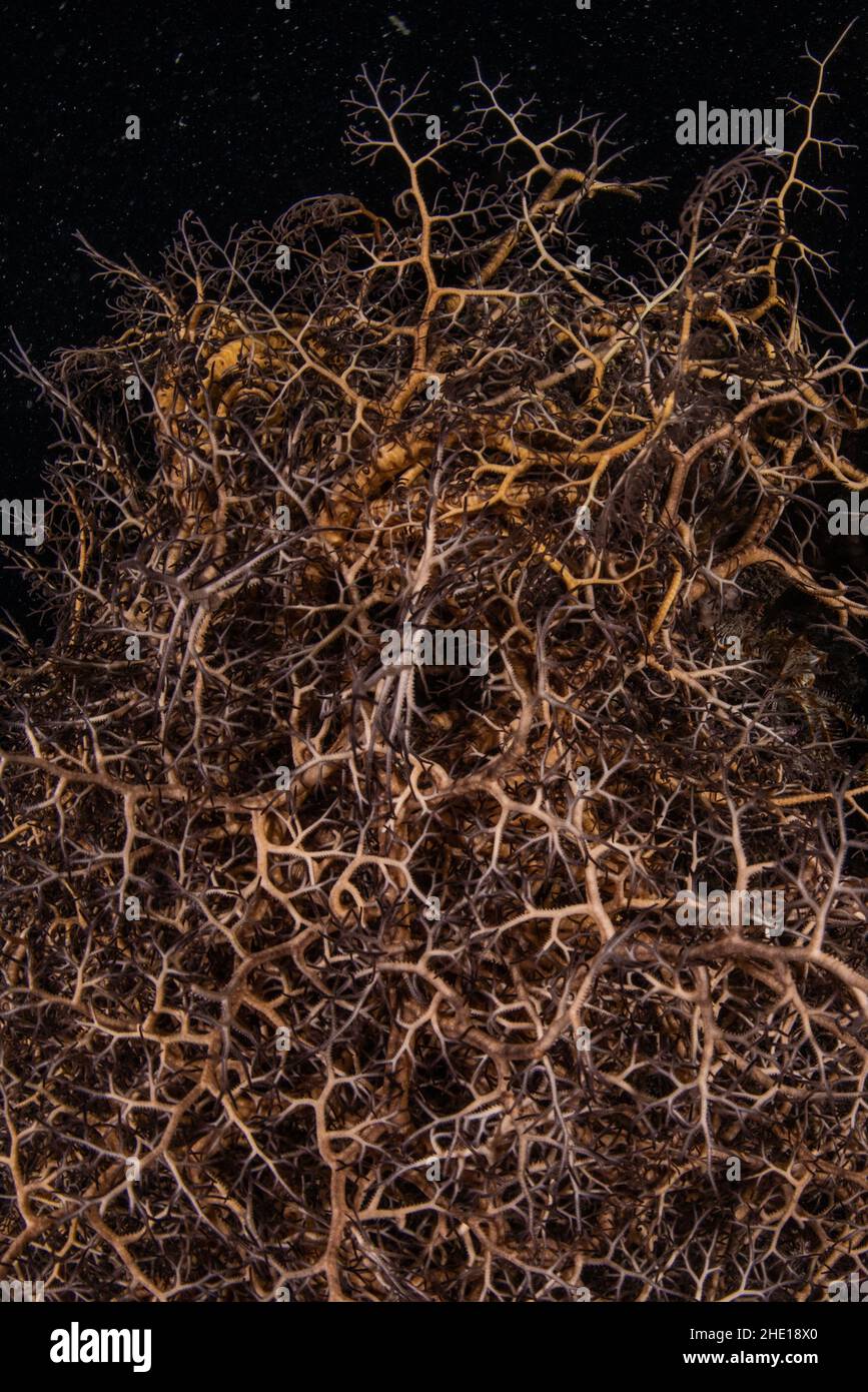 A basket star (Astroboa nuda), a nocturnal type of brittle star ...
