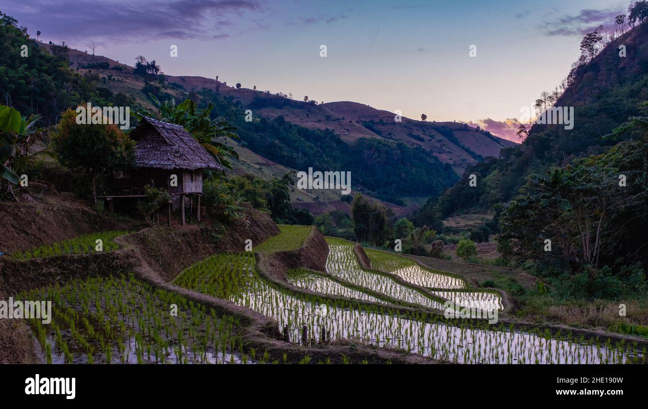 rice fields in Northern Thailand, rice farms in Thailand, rice paddies ...
