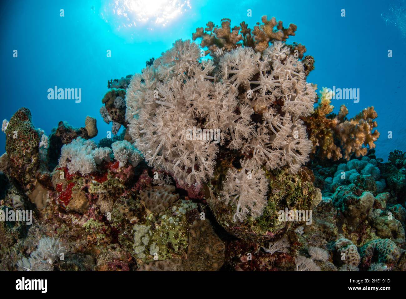 Soft corals such as pulsating xenid (Heteroxenia fuscescens) & (Xenia ...