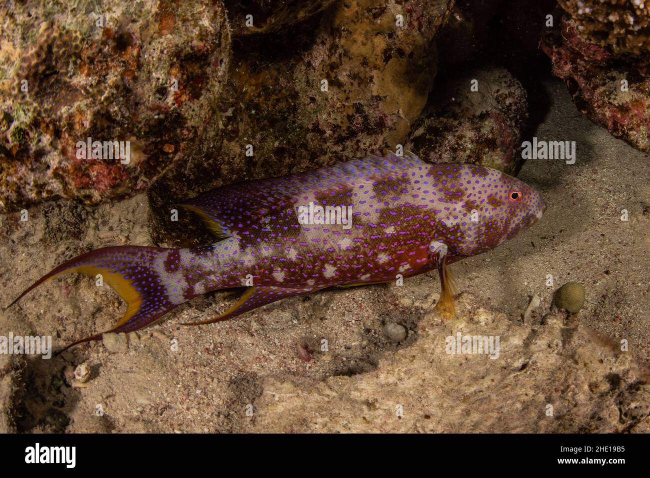 Plectropomus marisrubri hi-res stock photography and images - Alamy