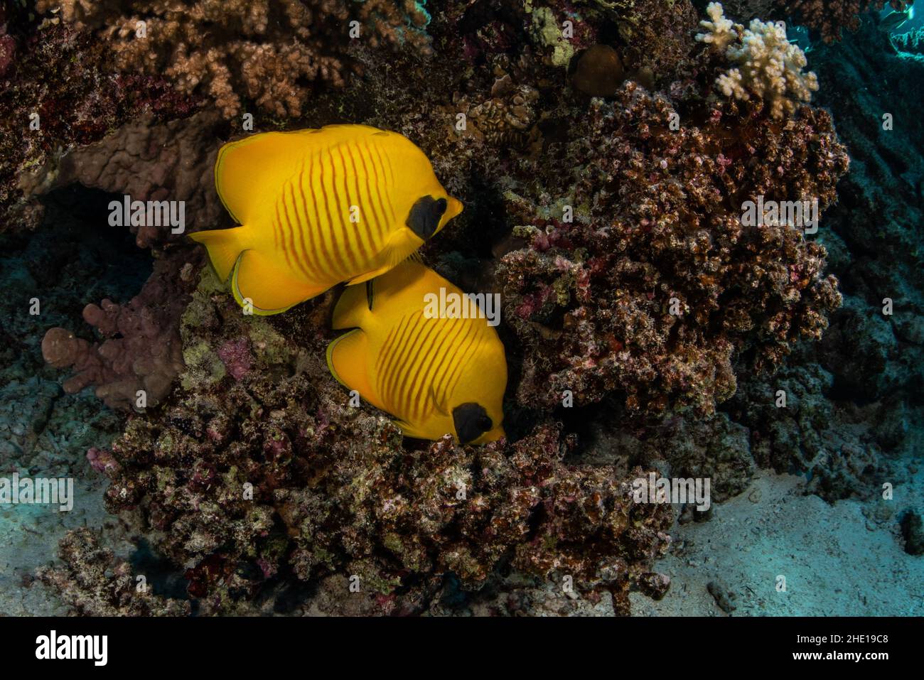 The blue-cheeked or maksed butterflyfish (Chaetodon semilarvatus) is a ...
