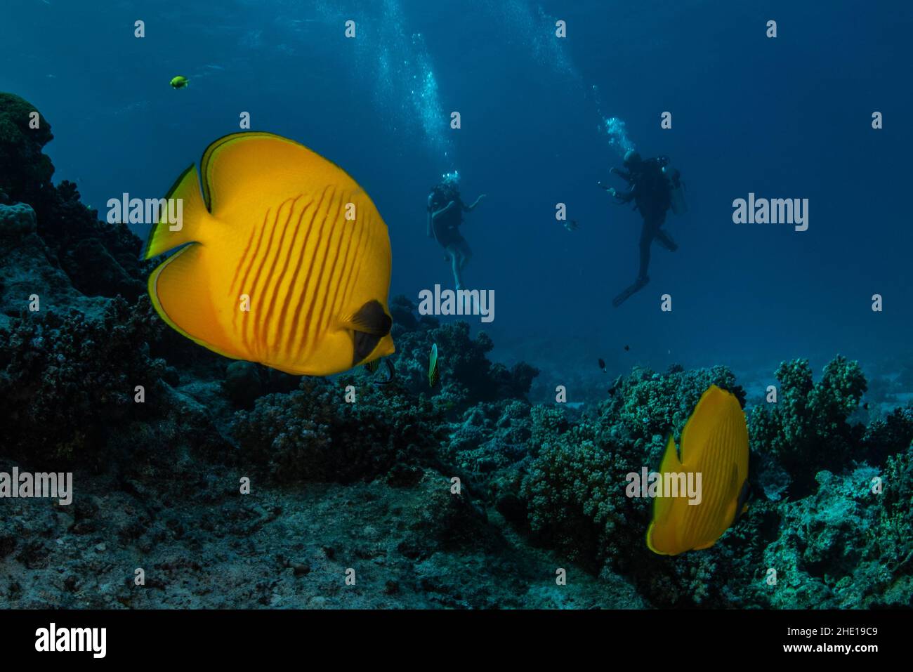 The blue-cheeked or maksed butterflyfish (Chaetodon semilarvatus) is a ...