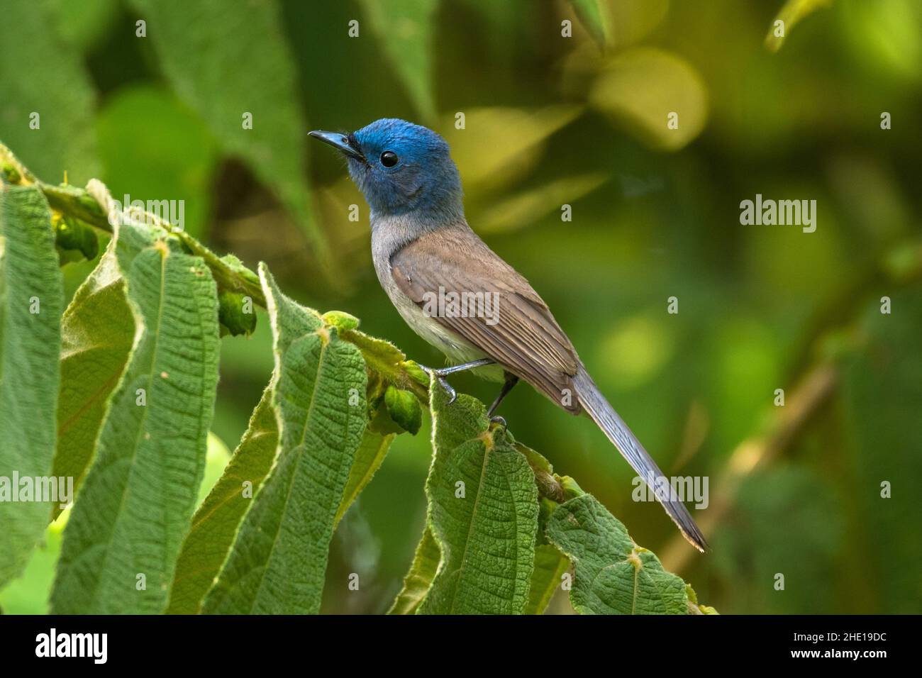 Black-naped Monarch, Hypothymis azurea, Vietnam Stock Photo - Alamy