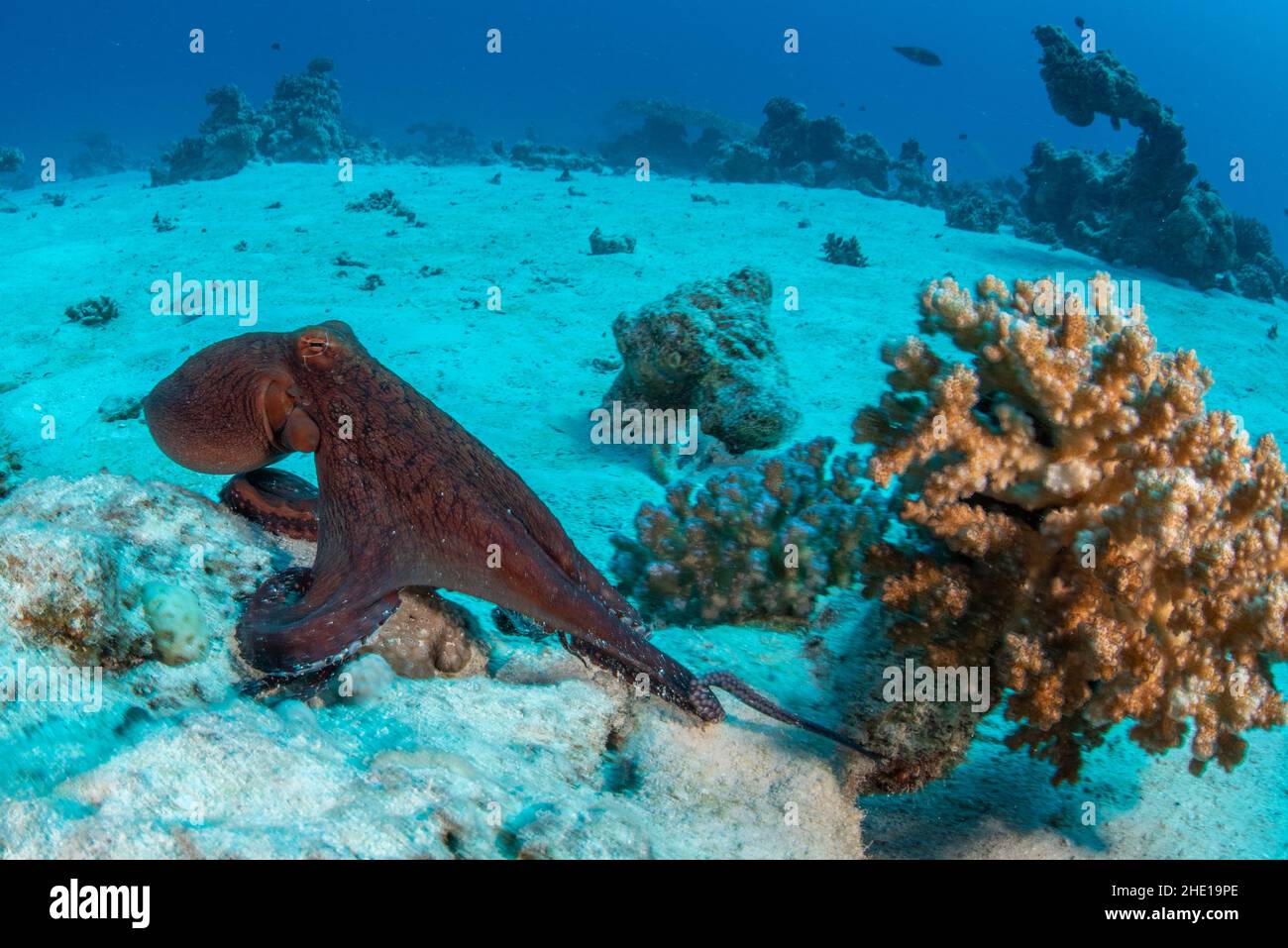 A day octopus (Octopus cyanea) on the sea floor in the red sea near ...
