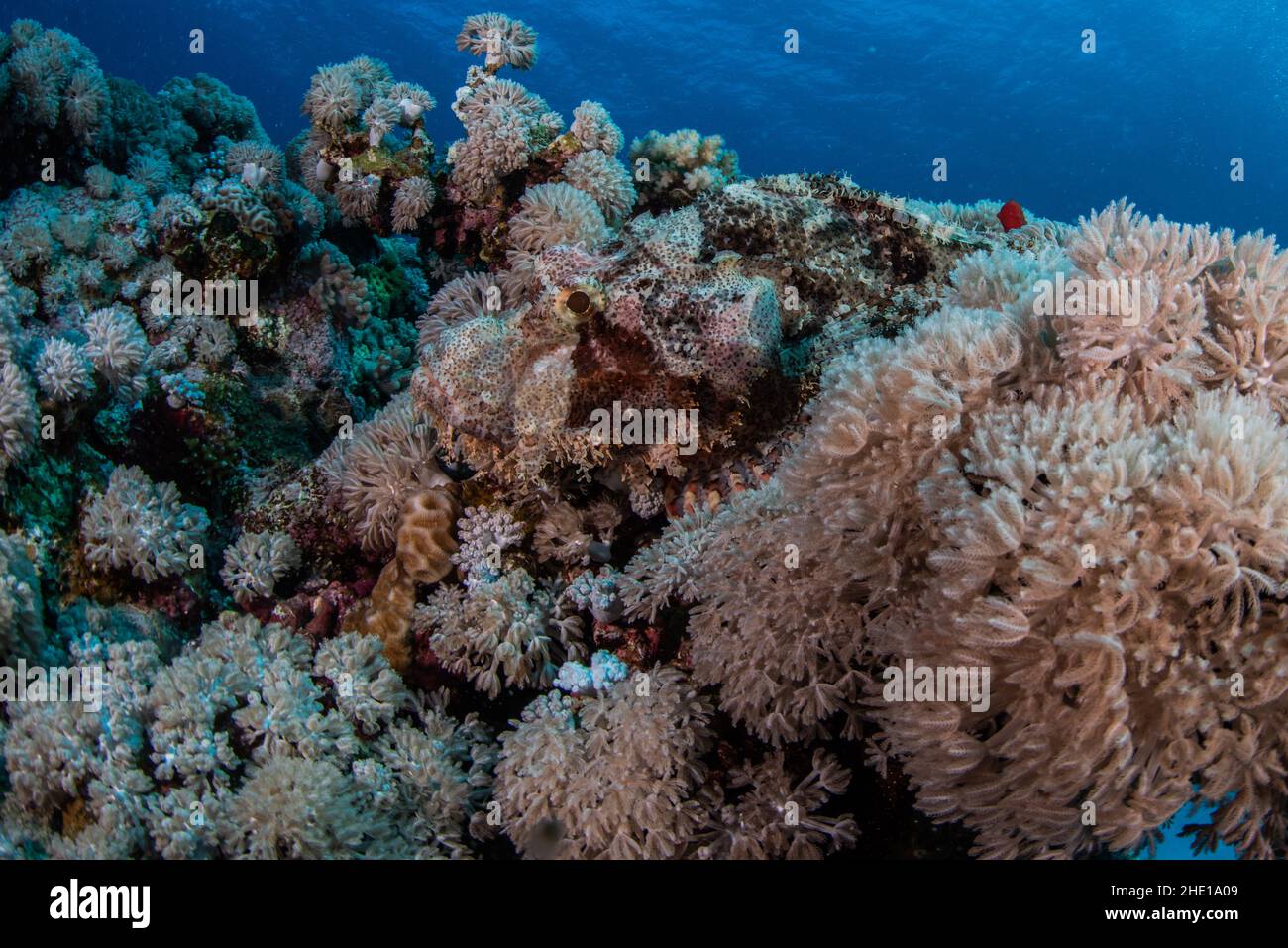 A tasseled scorpionfish (Scorpaenopsis oxycephala) is nearly invisible ...
