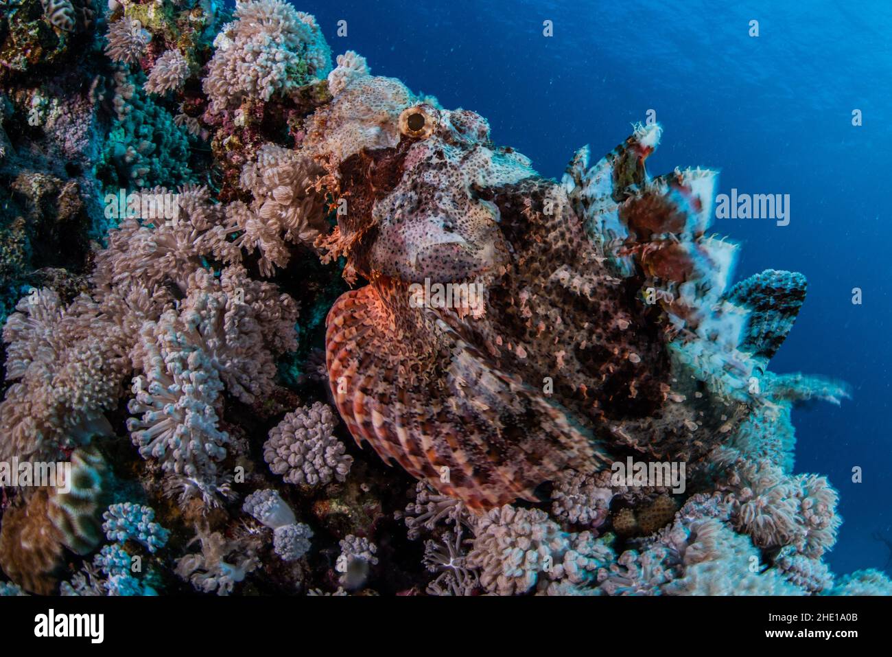 Cryptic coloration hi-res stock photography and images - Alamy