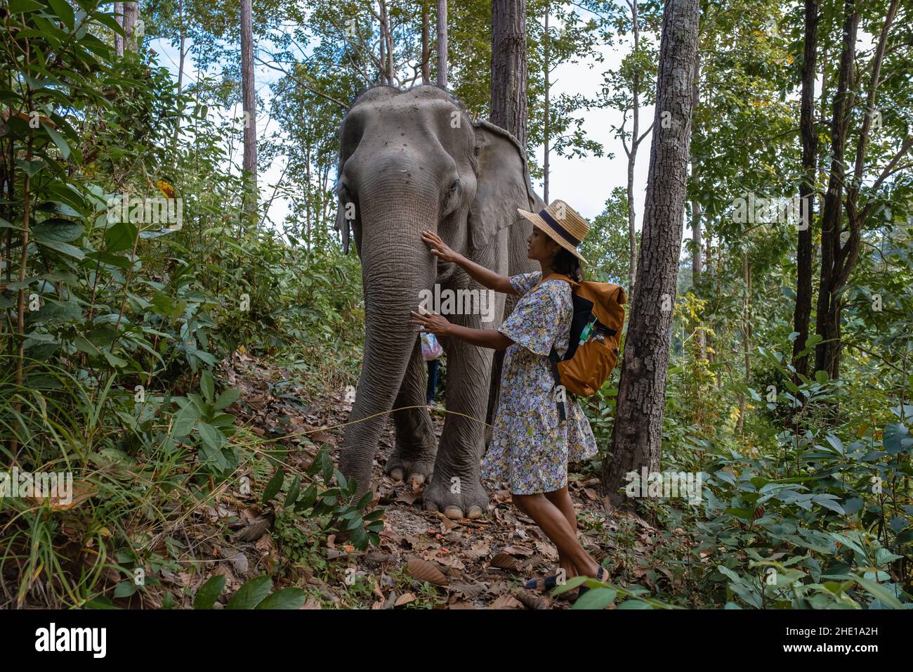 Elephant in the jungle at a sanctuary in Chiang Mai Thailand, Elephant ...