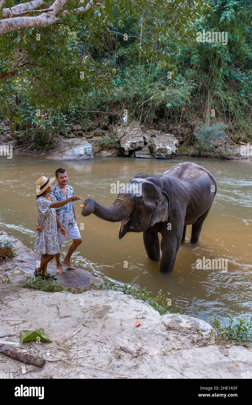 Elephant in the jungle sanctuary in Chiang Mai Thailand, Elephant farm ...