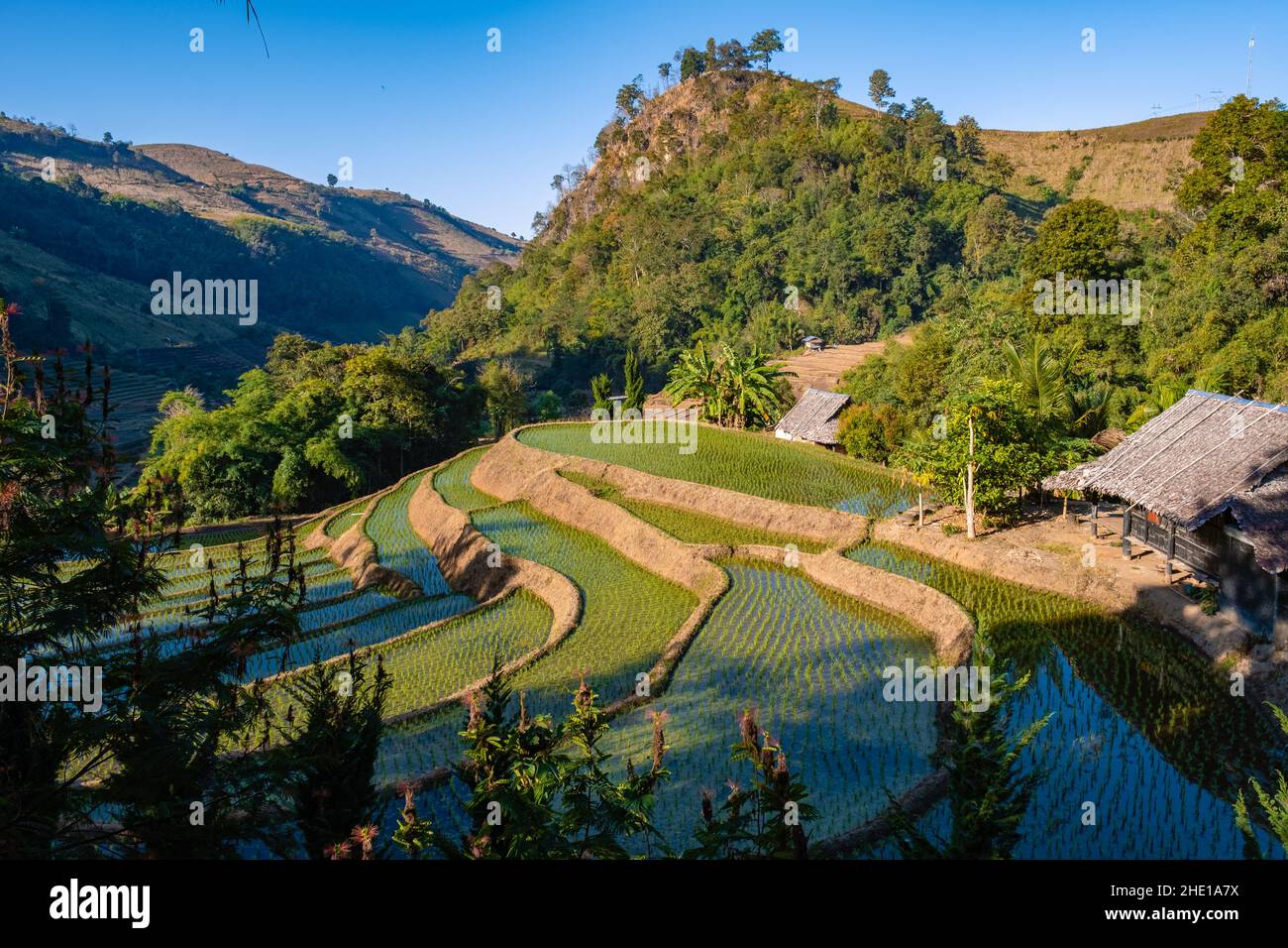 rice fields in Northern Thailand, rice farms in Thailand, rice paddies ...