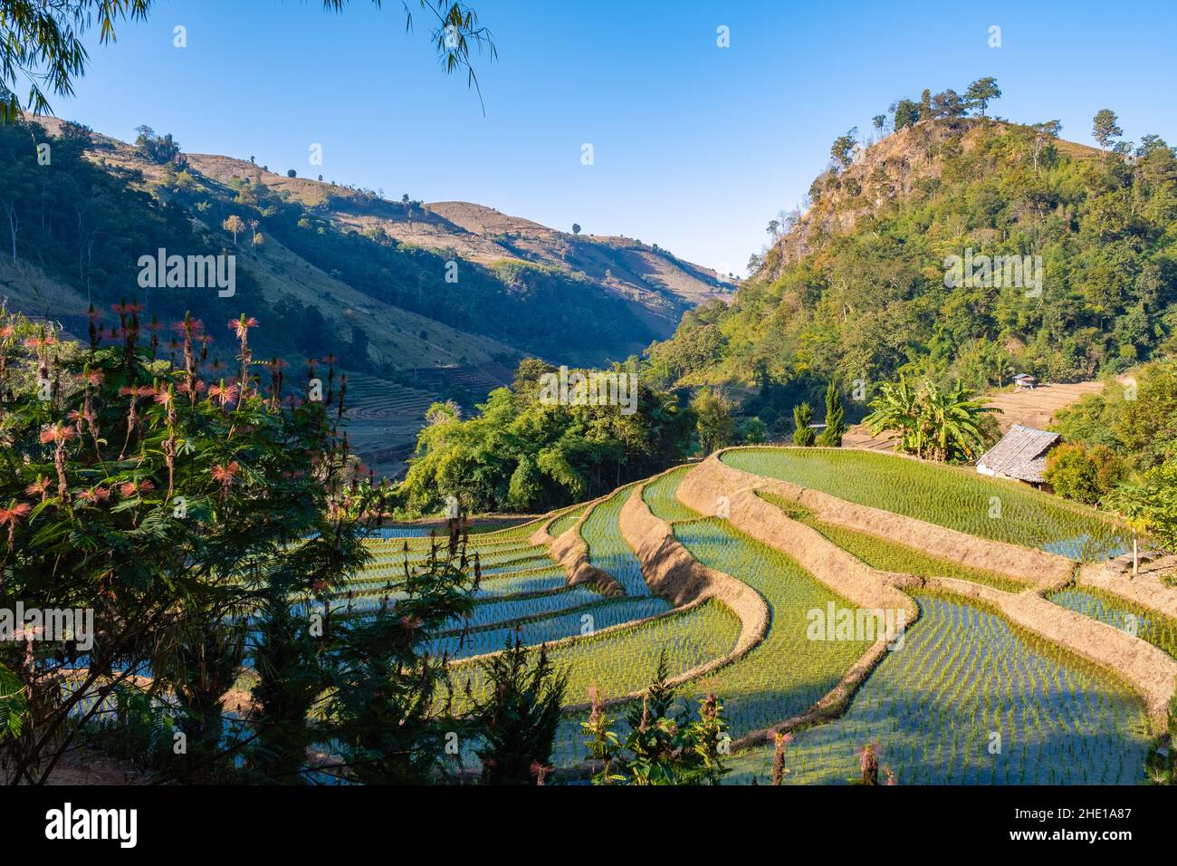 rice fields in Northern Thailand, rice farms in Thailand, rice paddies ...