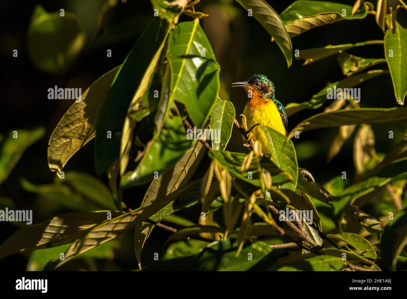 Ruby-cheeked Sunbird, Chalcoparia singalensis, Vetnam Stock Photo - Alamy