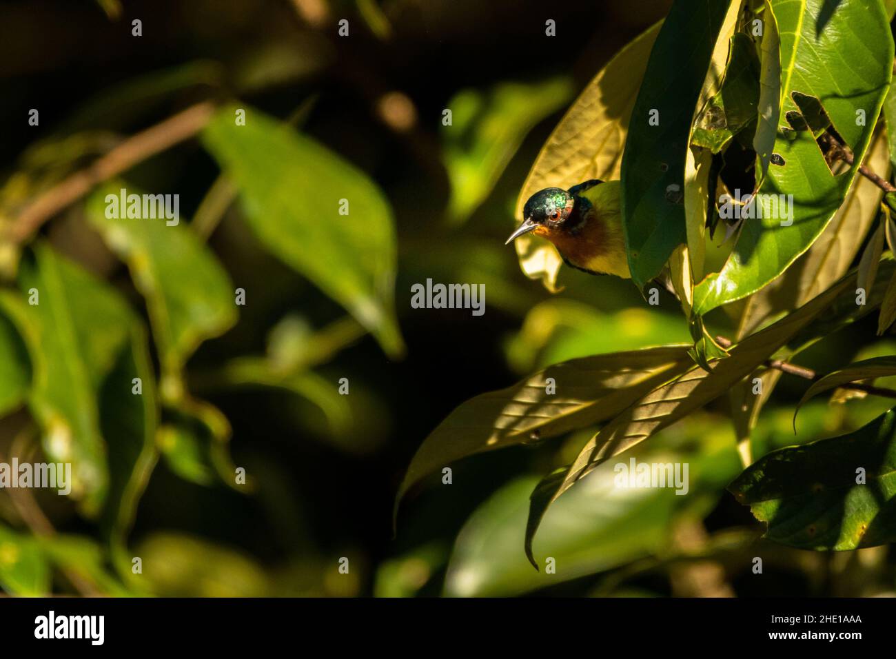 Ruby-cheeked Sunbird, Chalcoparia singalensis, Vetnam Stock Photo - Alamy