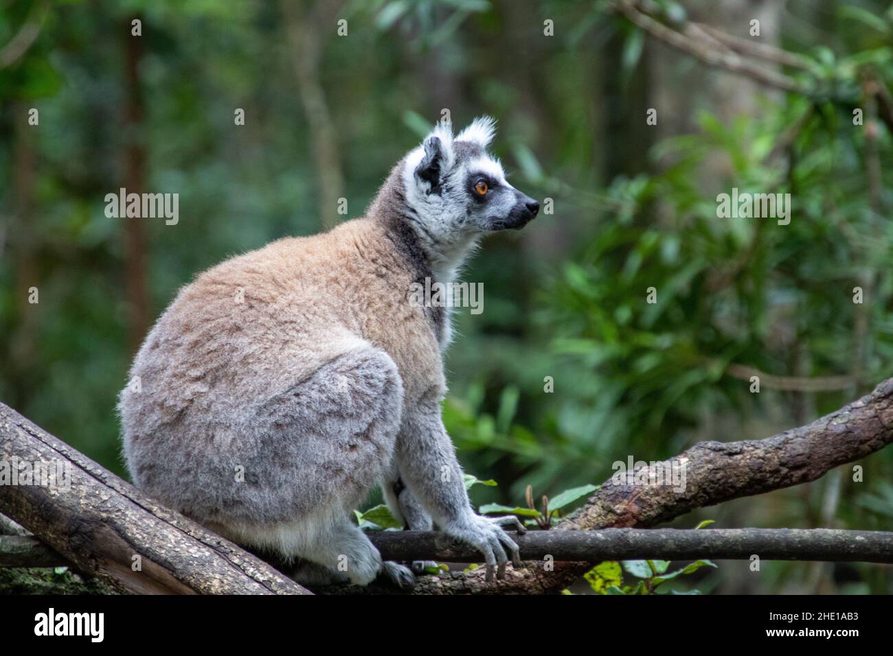 A ring-tailed lemur at the Monkeyland sanctuary in South Africa Stock ...