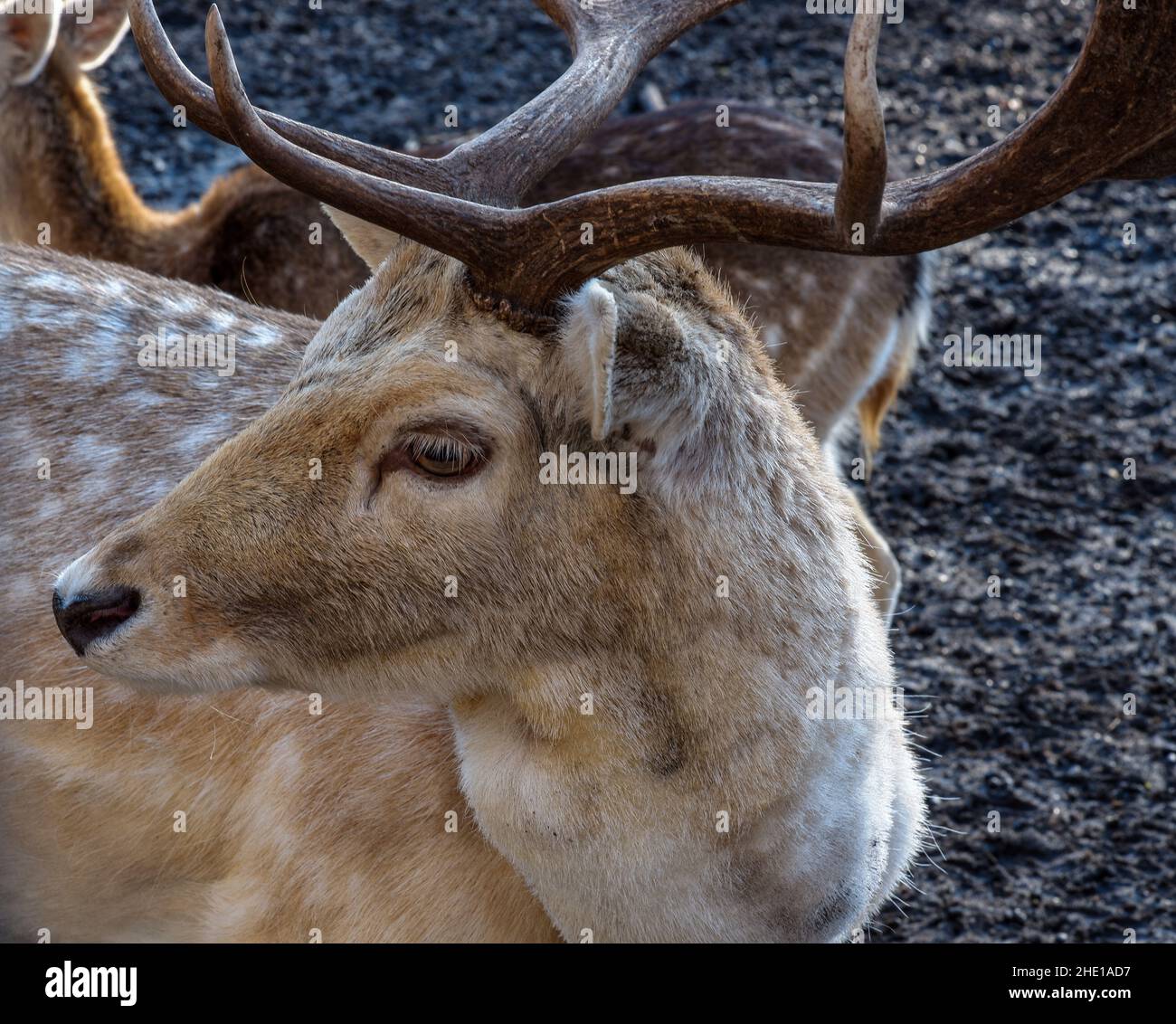 Close-up shot of the face of an adult fallow deer looking away on a ...
