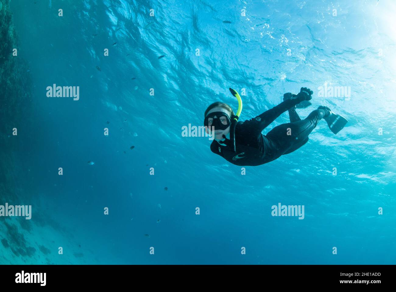 A female free diver diving down below the water's surface in the red ...