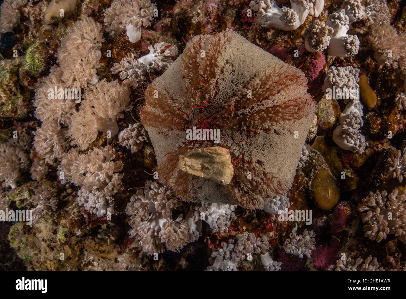 Close up pulsing xenia hi-res stock photography and images - Alamy