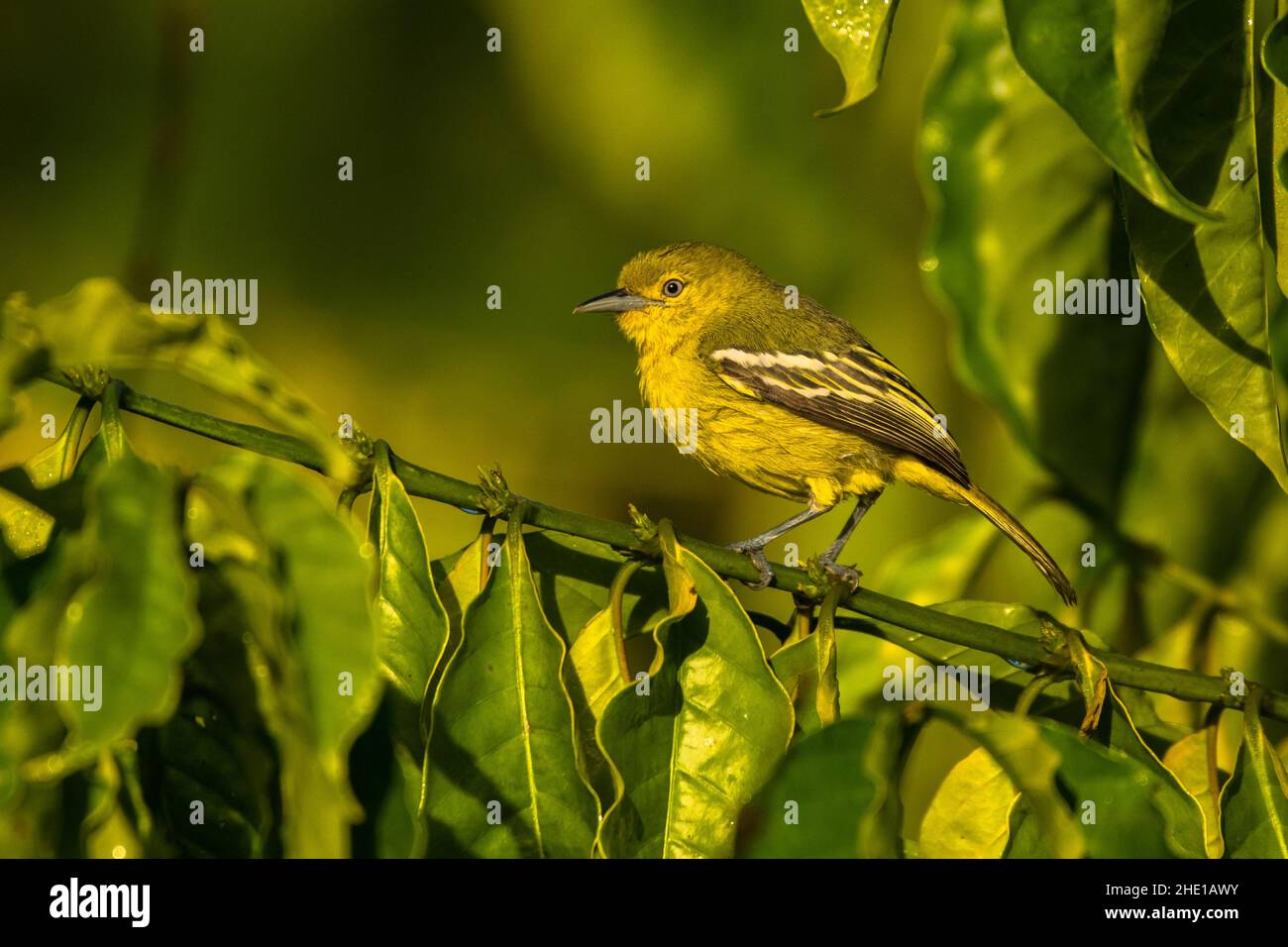 Common Iora, Aegithina tiphia, Vietnam Stock Photo - Alamy