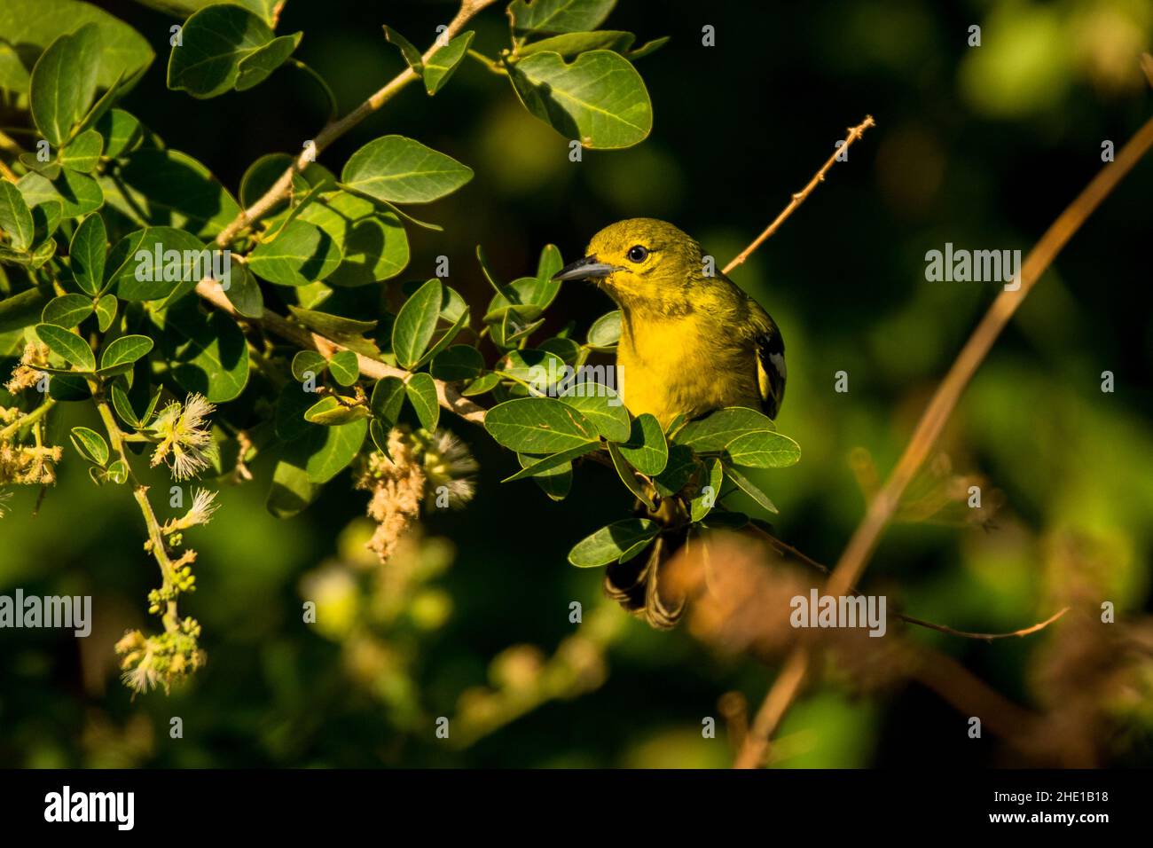 Common Iora, Aegithina tiphia, Vietnam Stock Photo - Alamy