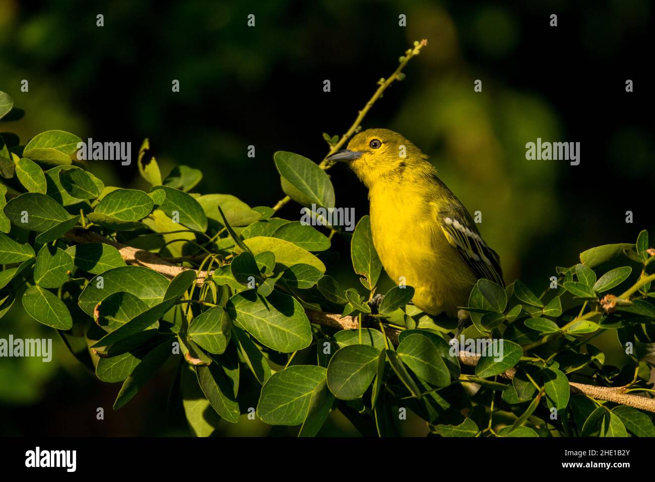 Common iora hi-res stock photography and images - Alamy