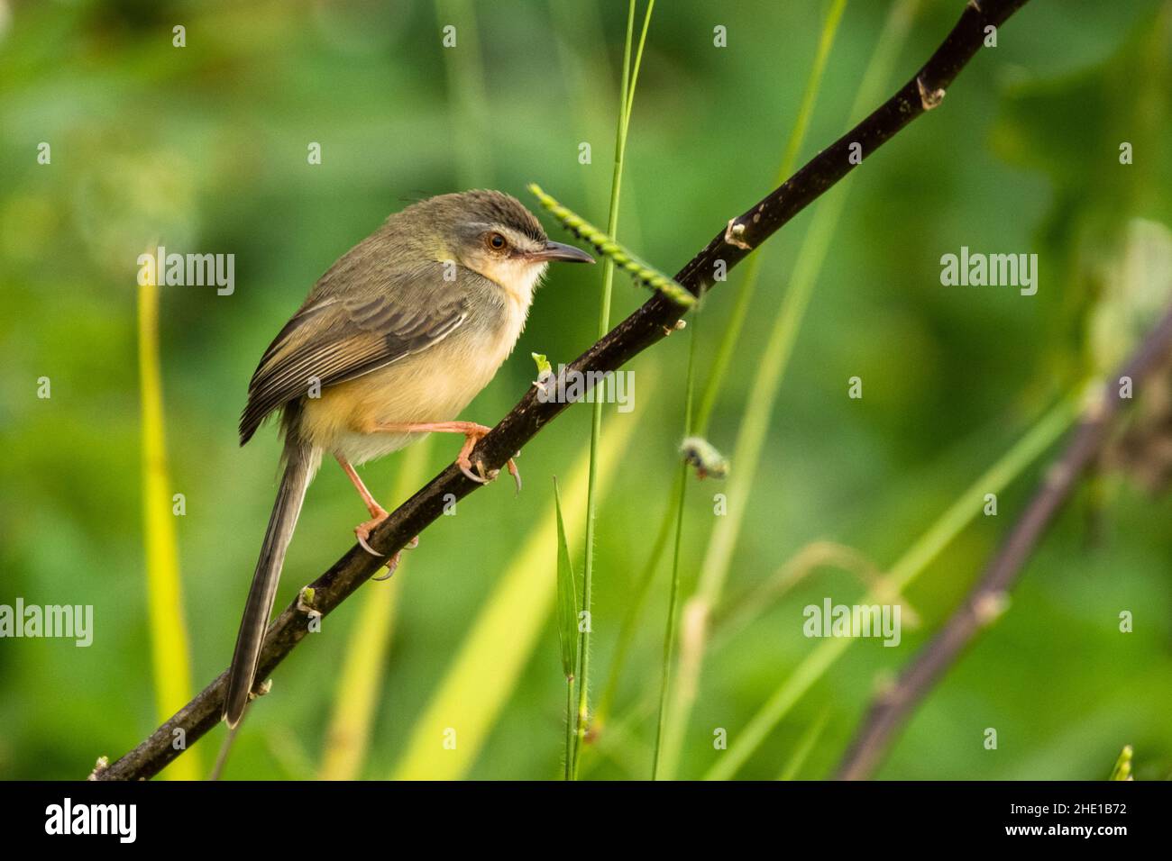 Brown prinia hi-res stock photography and images - Alamy