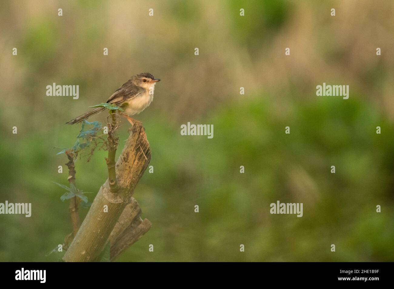 Plain prinia prinia inornata hi-res stock photography and images - Alamy