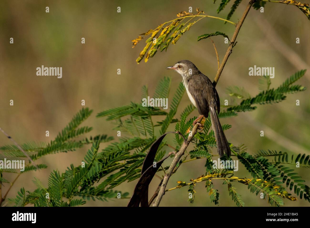 Inornata hi-res stock photography and images - Alamy
