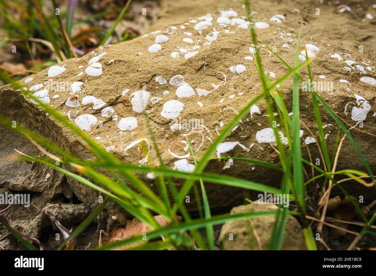 Shell fossils hi-res stock photography and images - Alamy