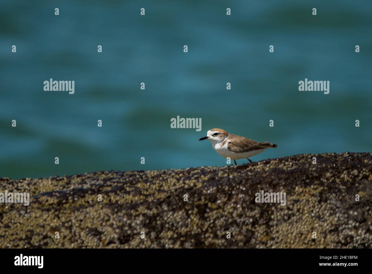 Charadrius Dealbatus High Resolution Stock Photography and Images - Alamy