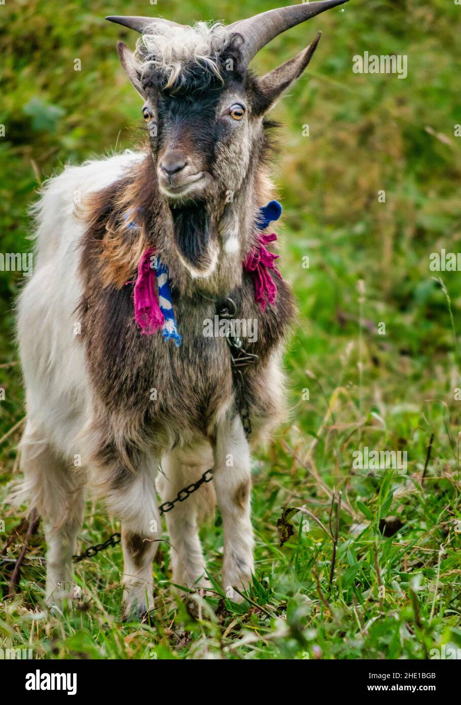 Ukrainian domestic goat o the road Stock Photo - Alamy