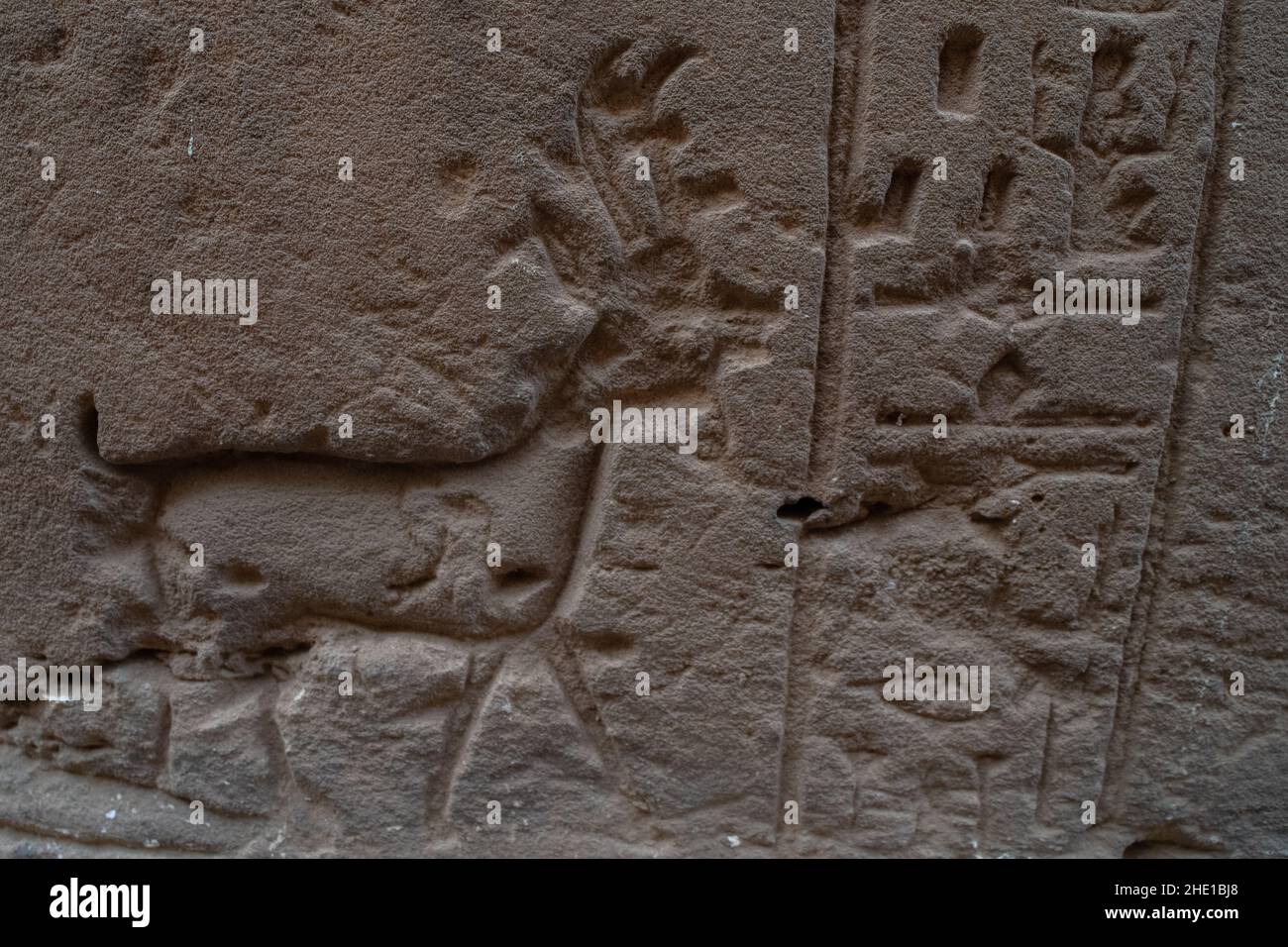 An ancient carving of a deer with antlers on the temple wall at Edfu ...